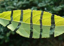 The Family Herbal, LLC Aurora CO